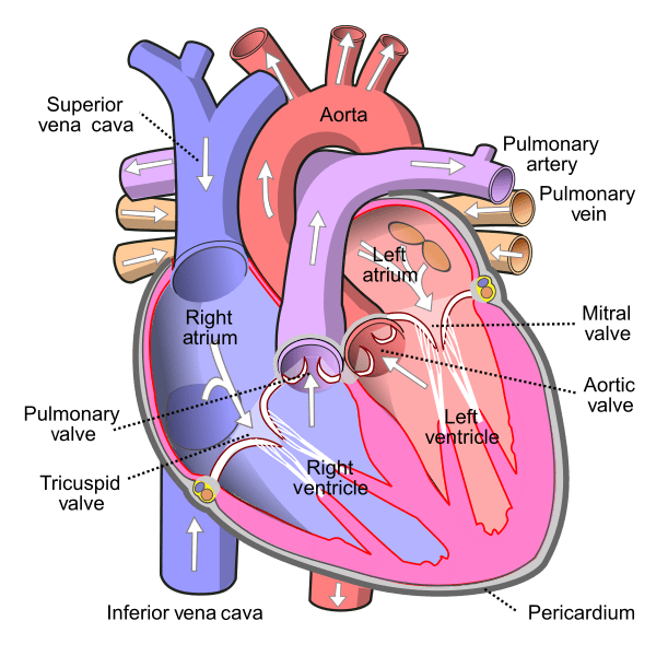 Anatomy And Working Function Of The Human Heart By Pritish Anatomy And Working Function Of The Human Heart By Pritish